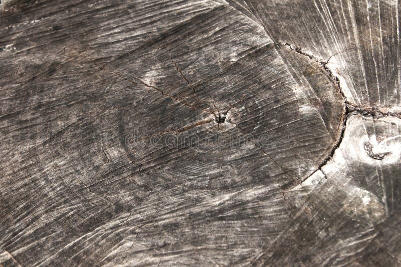 Weathered walnut log stock image. Image of wooden, walnut - 40045905