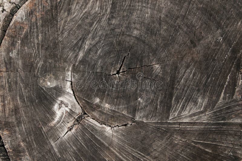 Weathered walnut log stock image. Image of timber, surface - 40045911