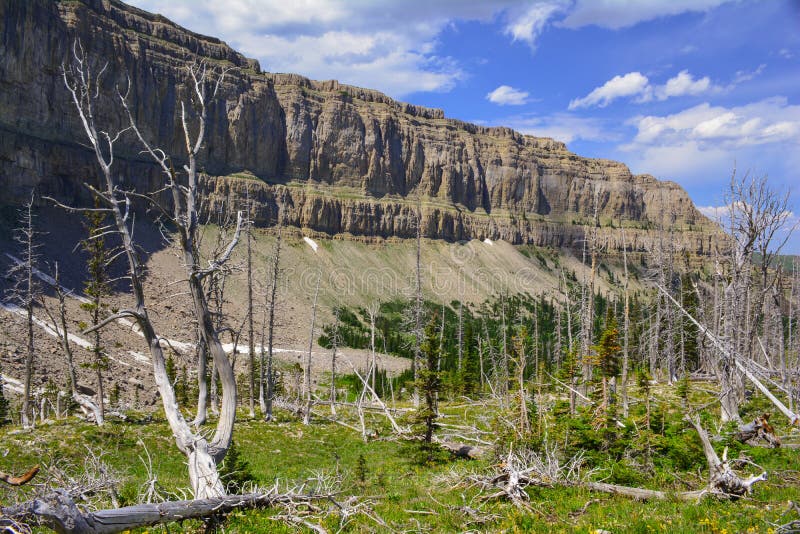 Weathered White Pine Forest/Limestone Cliffs Stock Image - Image of ...