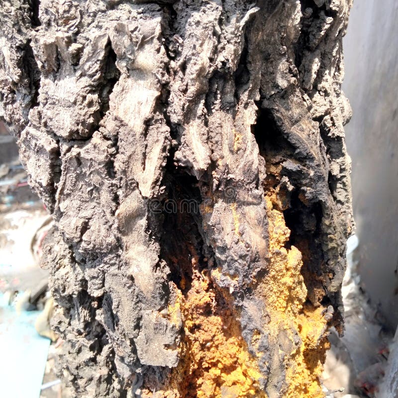 Weathered Wild Tree in the Park Stock Image - Image of weathered, tree ...