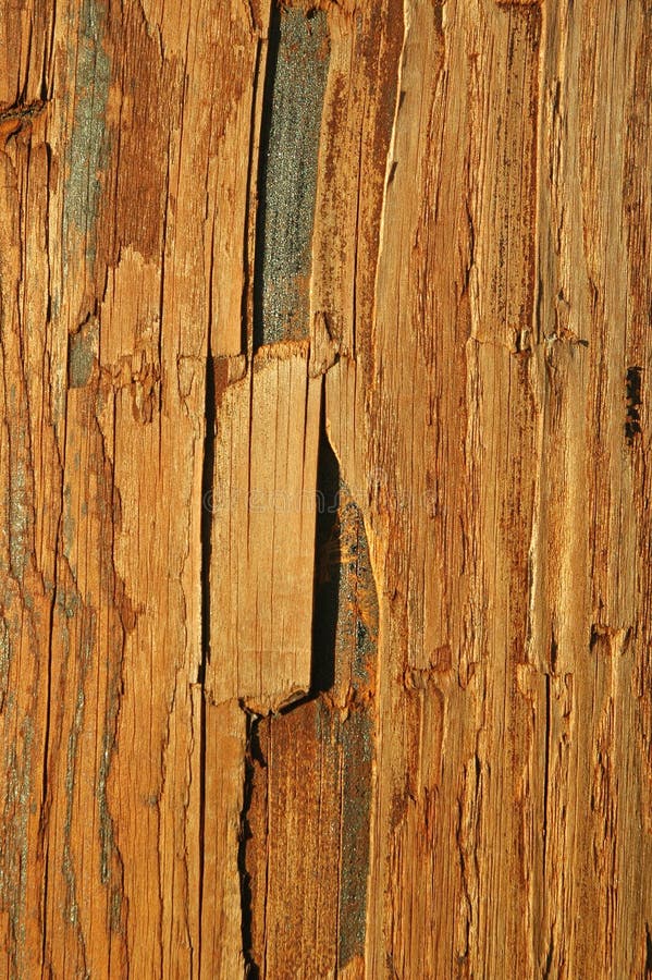 Weathered wood stock photo. Image of timber, closeup - 19008078