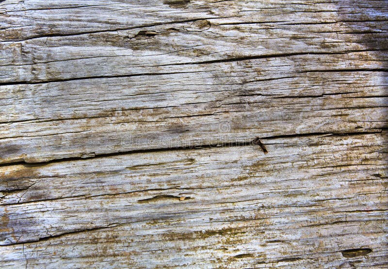 Weathered Wood Found at the Beach Close Up Stock Image - Image of ...