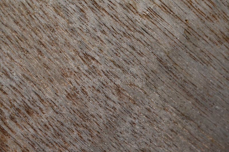 Wood Texture. stock image. Image of macro, hardwood - 159209279