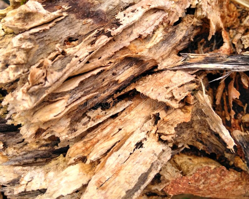 Weathered Wood on the Ground Stock Photo - Image of trunk, nature ...