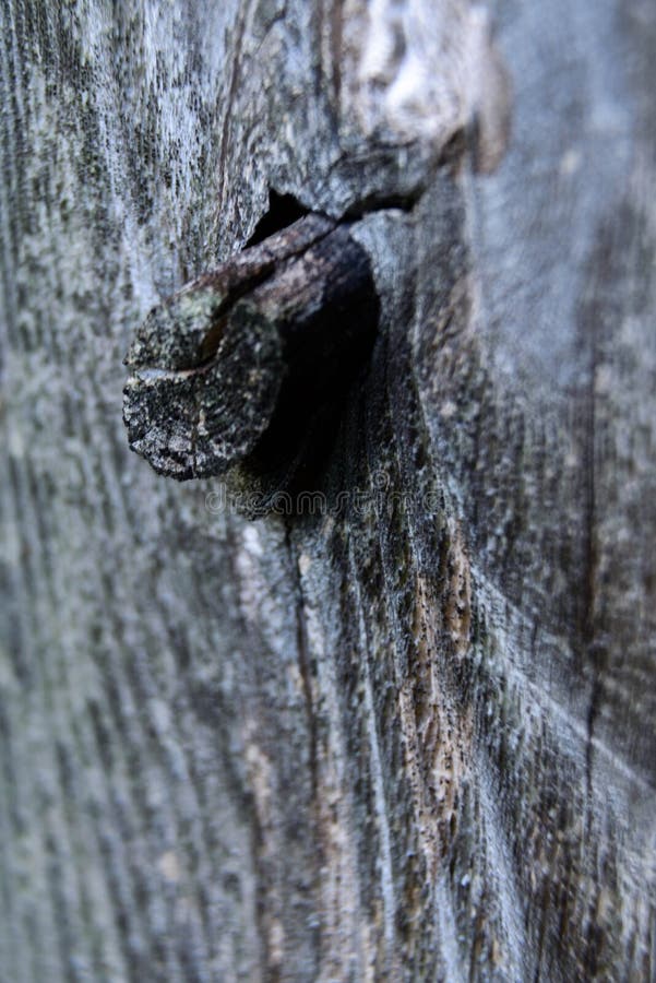 Weathered wood knot stock photo. Image of wood, knot - 43849850
