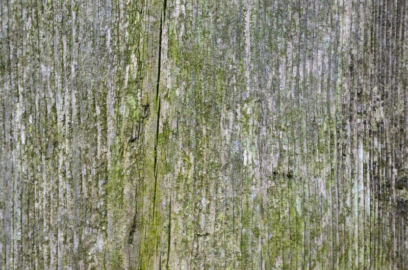 The Old Board is Slightly Covered with Moss Stock Photo - Image of ...