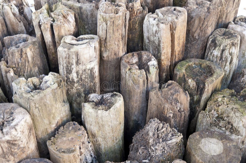 Weathered wooden Posts stock photo. Image of pilings - 45917352