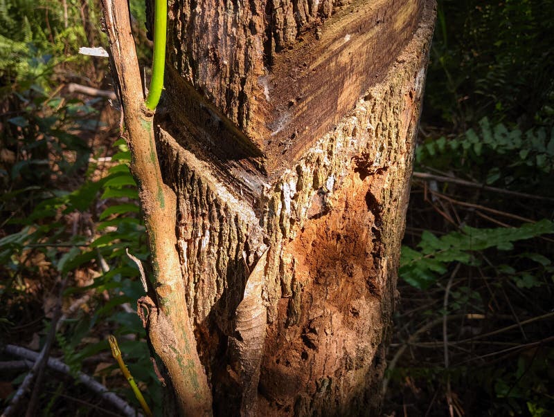 Weathering of Rubber Trees Due To Fungus Stock Image - Image of mold ...