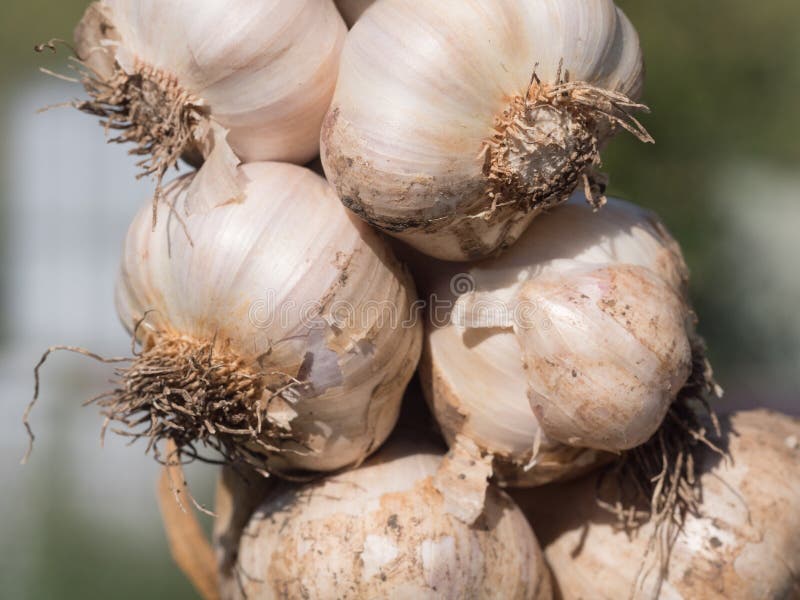 Weaved Garlic Macro Photography Stock Image - Image of basket, common ...
