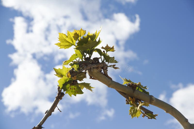 Weaved Tree Branches. Unification Symbol. Stock Image - Image of ...