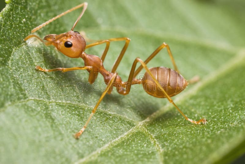Weaver Ant stock photo. Image of formic, ants, macro, prey - 8537316