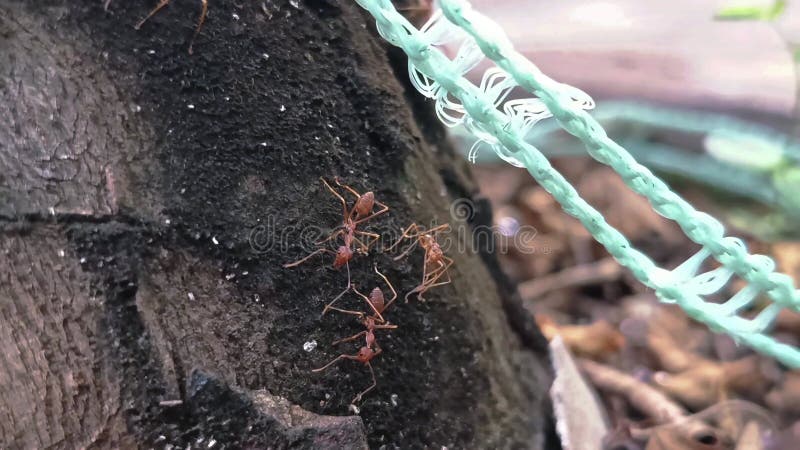 Weaver Ant Activity on Tree Trunks Stock Footage - Video of ecosystem ...
