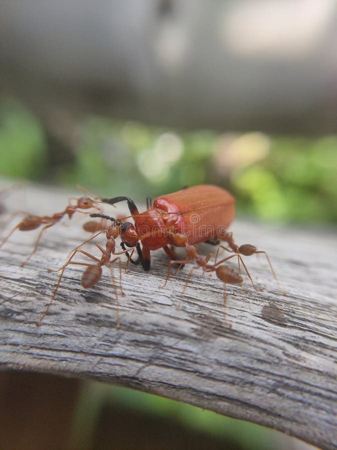 Weaver Ant are Carrying Insect Together Stock Photo - Image of macro ...