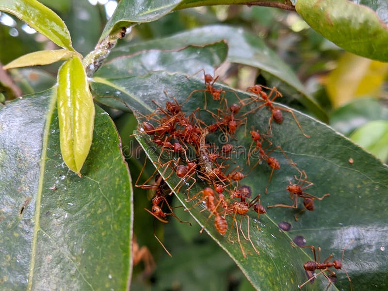 Weaver Ant Colony Is Making A Nest Out Of Leaves Stock Image Image Of Weaver Insect 252590695