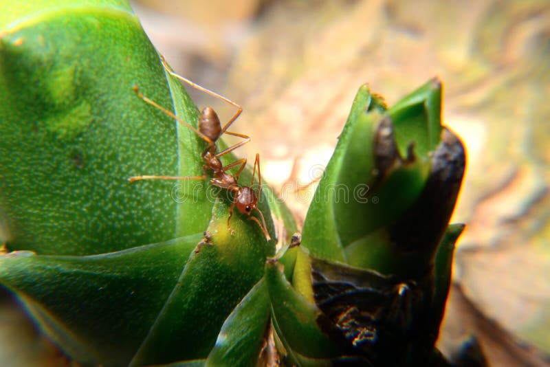 Weaver ant or green ants stock image. Image of behaviour - 212254535