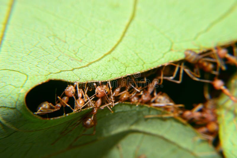 Weaver ant or green ants stock image. Image of garden - 212256271