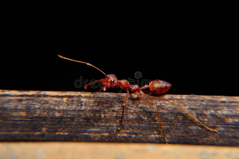 Weaver ant or green ants stock image. Image of beauty - 212263515