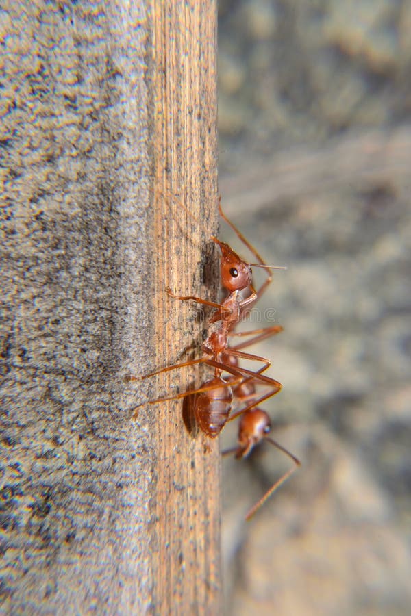 Weaver ant or green ants stock image. Image of grasshopper - 212263569