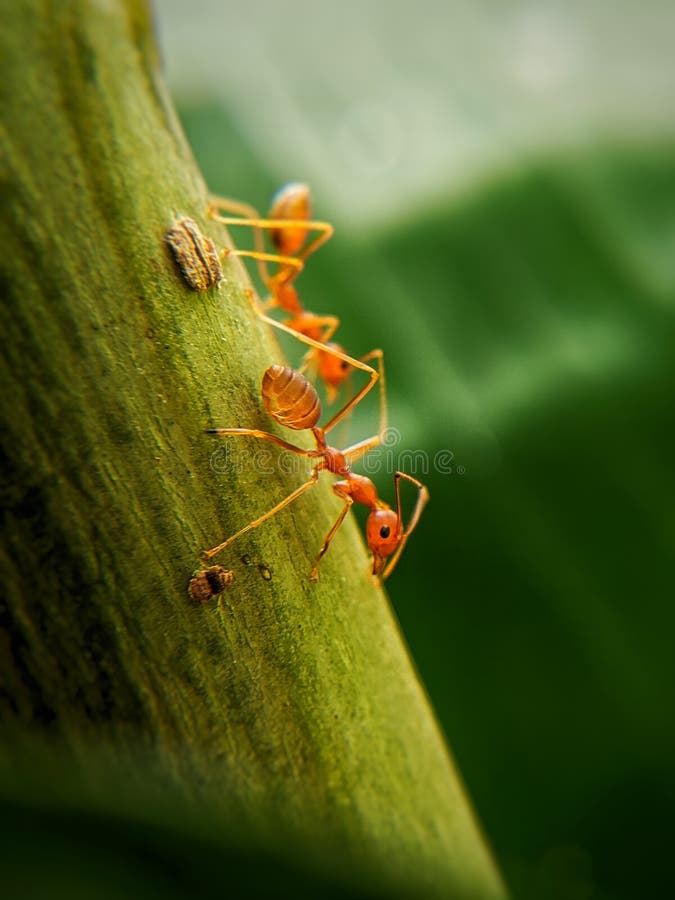 Weaver Ant & X28;Oecophylla& X29; Perched on a Tree Trunk Stock Photo ...