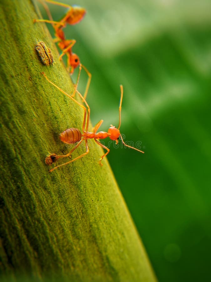 Weaver Ant & X28;Oecophylla& X29; Perched on the Tree Trunk Stock Photo ...