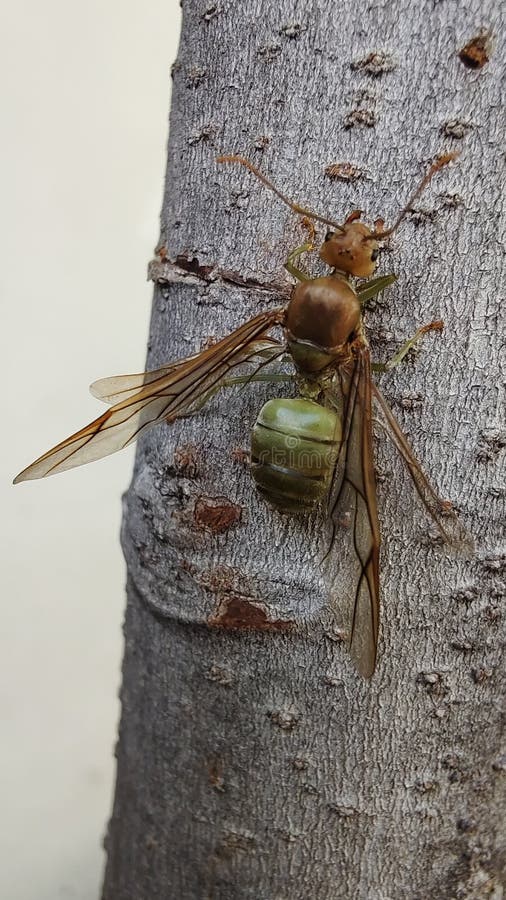 Weaver Ant Queen stock image. Image of queen, weaver - 347584325