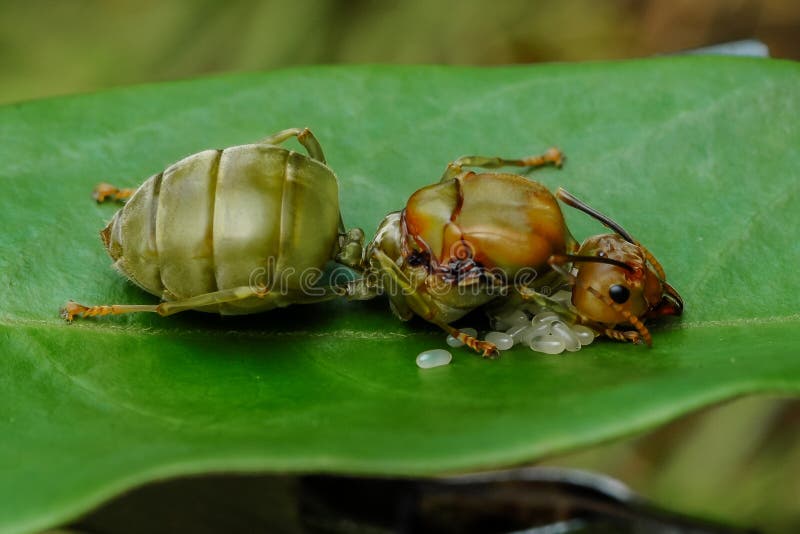 A Weaver Ant Queen is Laying Eggs on a Leaf Stock Image - Image of food ...