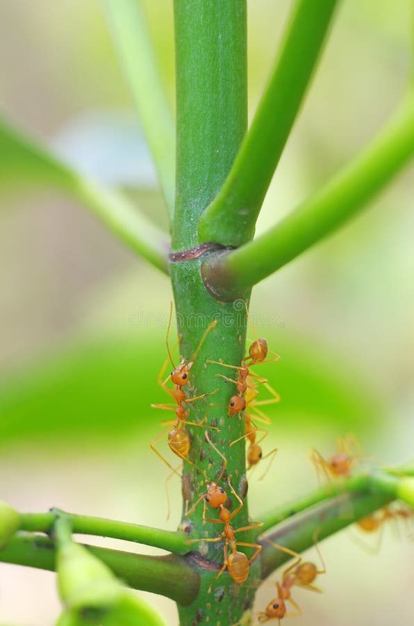 Weaver Ant on the Tree Shoot Stock Image - Image of garden, forest ...