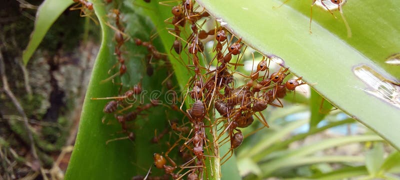 Weaver Ants are Building a Nest Stock Image - Image of ants, animal ...