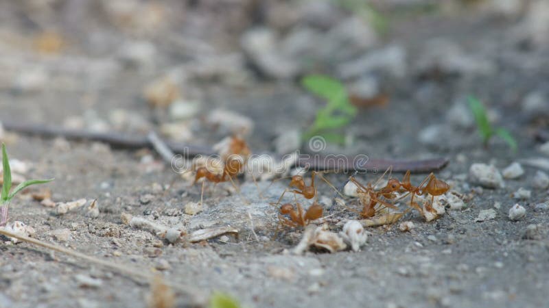 Dead Body Ants Being Carried by Other Ants Stock Video - Video of ...