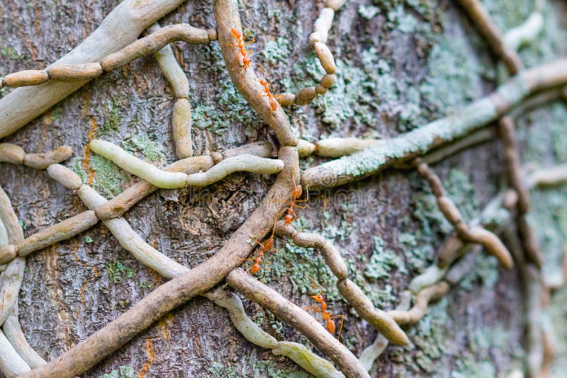Weaver Ants Climbing a Tree Stock Photo - Image of dominating, garden ...