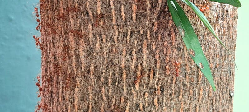 Weaver Ants Cluster and Forage on Tree Bark Stock Photo - Image of ...
