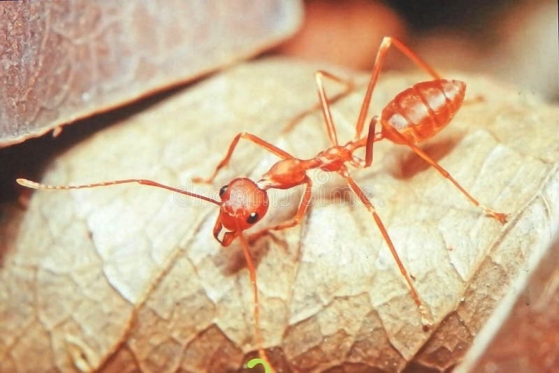 1,119 Strong Ant Photos - Free & Royalty-Free Stock Photos from Dreamstime