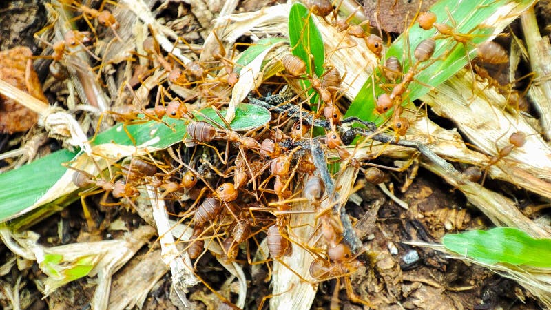 Weaver Ants are Large Red Ants that are Known To Have a High Ability To ...