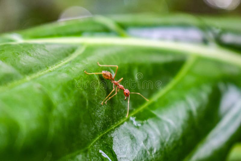 Weaver ants on the leaves stock image. Image of green - 266302565