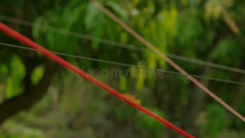 Weaver Ants are Moving on Red String between Mango Trees-001 Stock ...