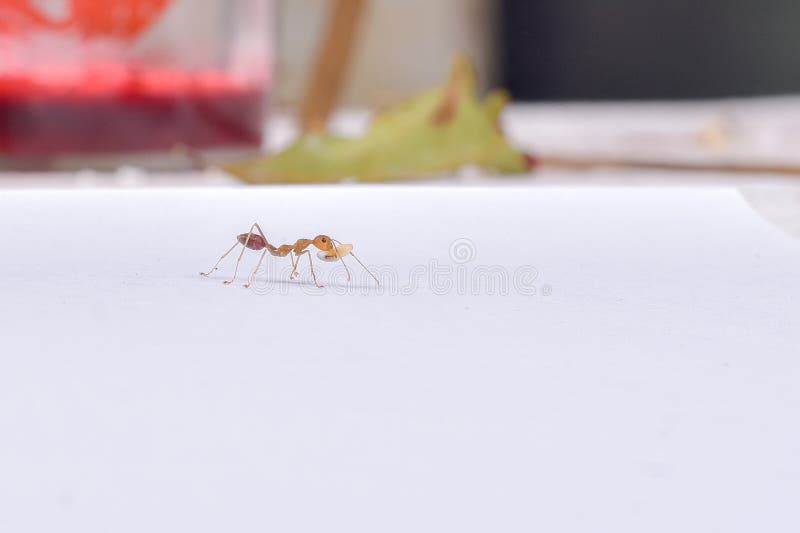 Weaver Ants (Oecophylla) Large Red Ants Stock Image - Image of closeup ...