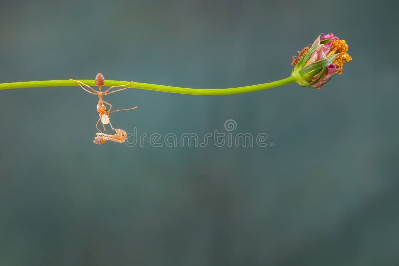 Weaver Ants (Oecophylla) Large Red Ants Stock Photo - Image of group ...