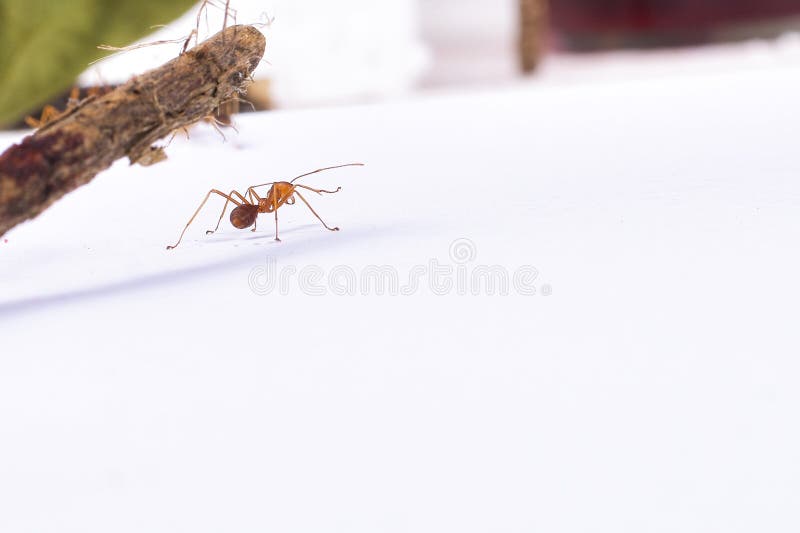 Weaver Ants (Oecophylla) Large Red Ants Stock Photo - Image of eusocial ...