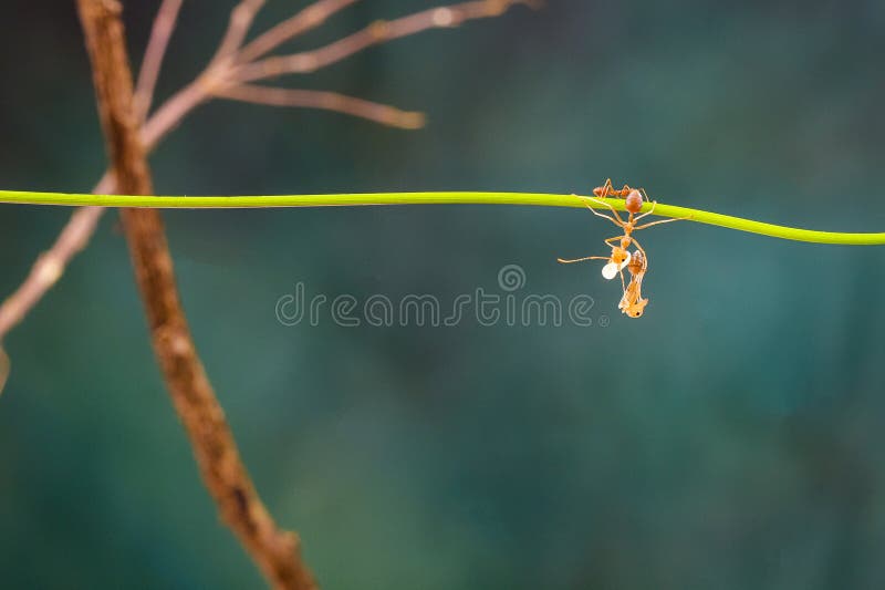 Weaver Ants (Oecophylla) Large Red Ants Stock Image - Image of garden ...