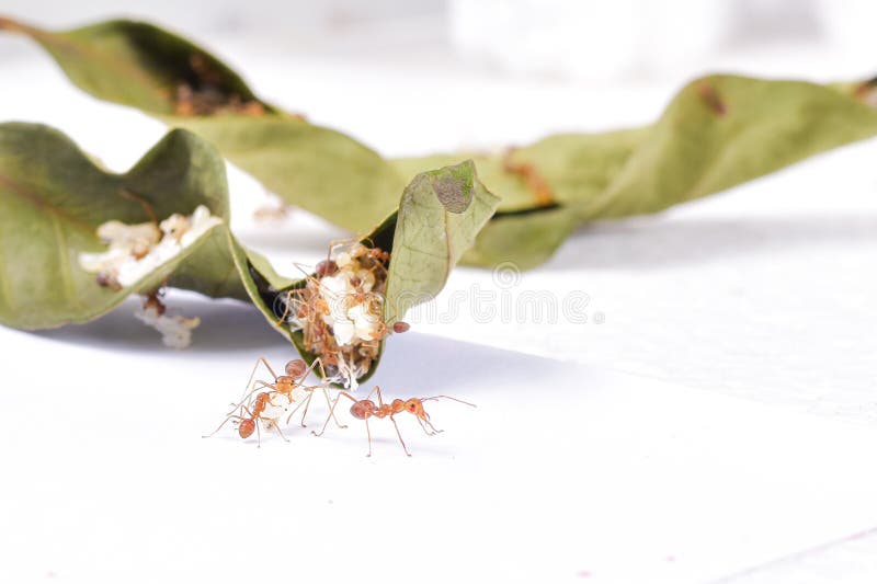 Weaver Ants (Oecophylla) Large Red Ants Stock Photo - Image of ants ...