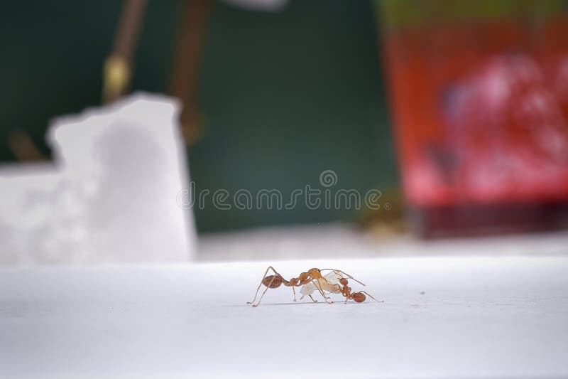 Weaver Ants (Oecophylla) Large Red Ants Stock Photo - Image of close ...