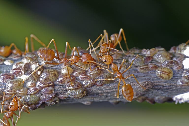 4,589 Rain Insects Stock Photos - Free & Royalty-Free Stock Photos from ...