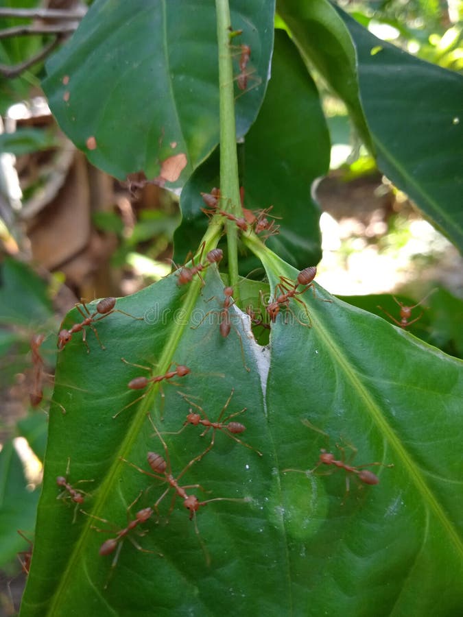 Weaver Ants Scientific Language Oecophylla Stock Photo - Image of ants ...