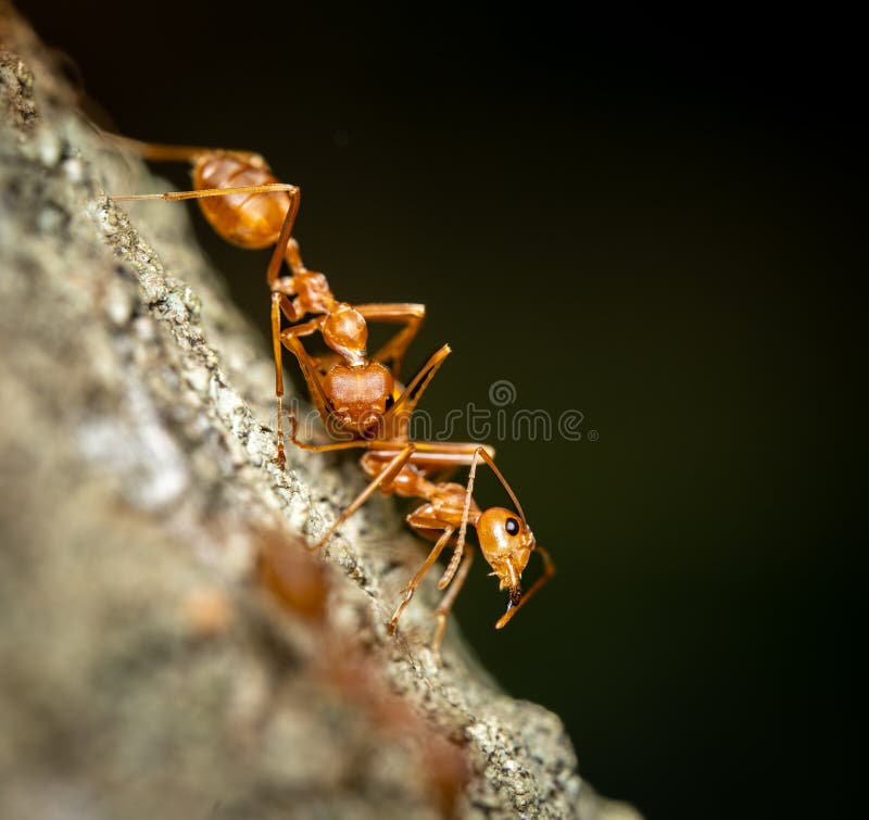 Weaver Ants on a Tree stock image. Image of insect, orange - 276765905