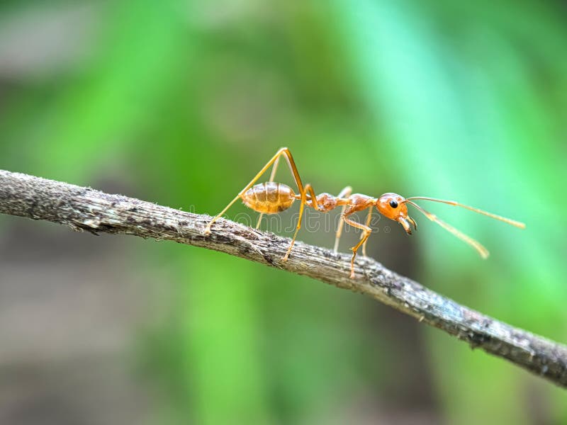 Close Up of Weaver Ant (Oecophylla Smaragdina) Stock Photo - Image of ...
