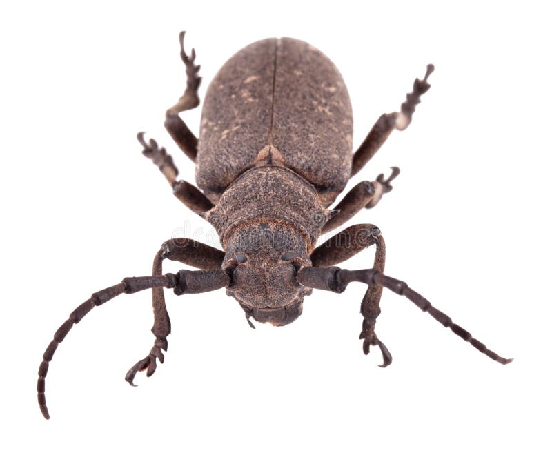 Weaver beetle stock image. Image of isolated, arthropoda - 28082669