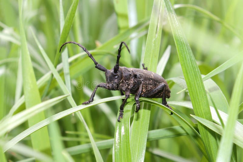 The weaver beetle stock image. Image of hard, large - 234684909