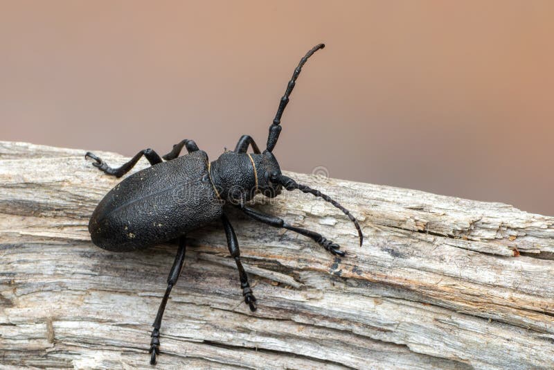 A Weaver Beetle - Lamia Textor Stock Image - Image of ground, detail ...