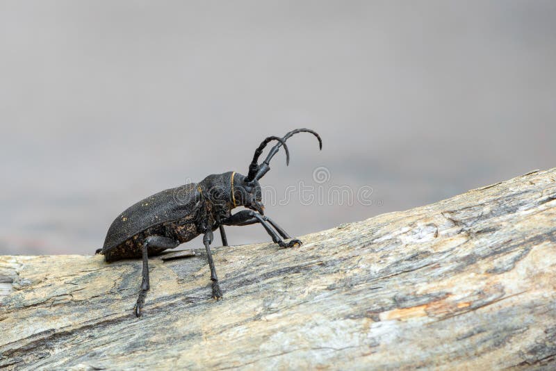 A Weaver Beetle - Lamia Textor Stock Image - Image of closeup, abdomen ...