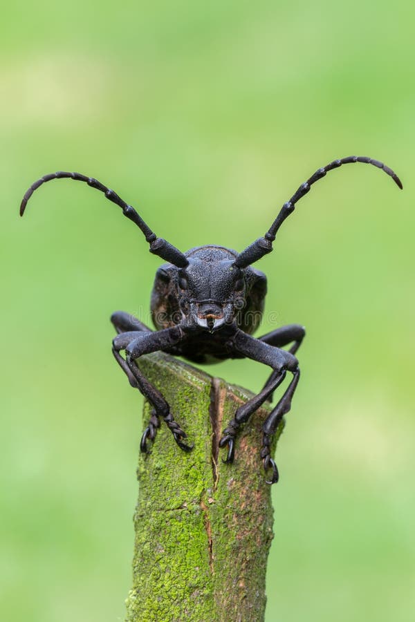 A Weaver Beetle - Lamia Textor Stock Image - Image of closeup, longhorn ...